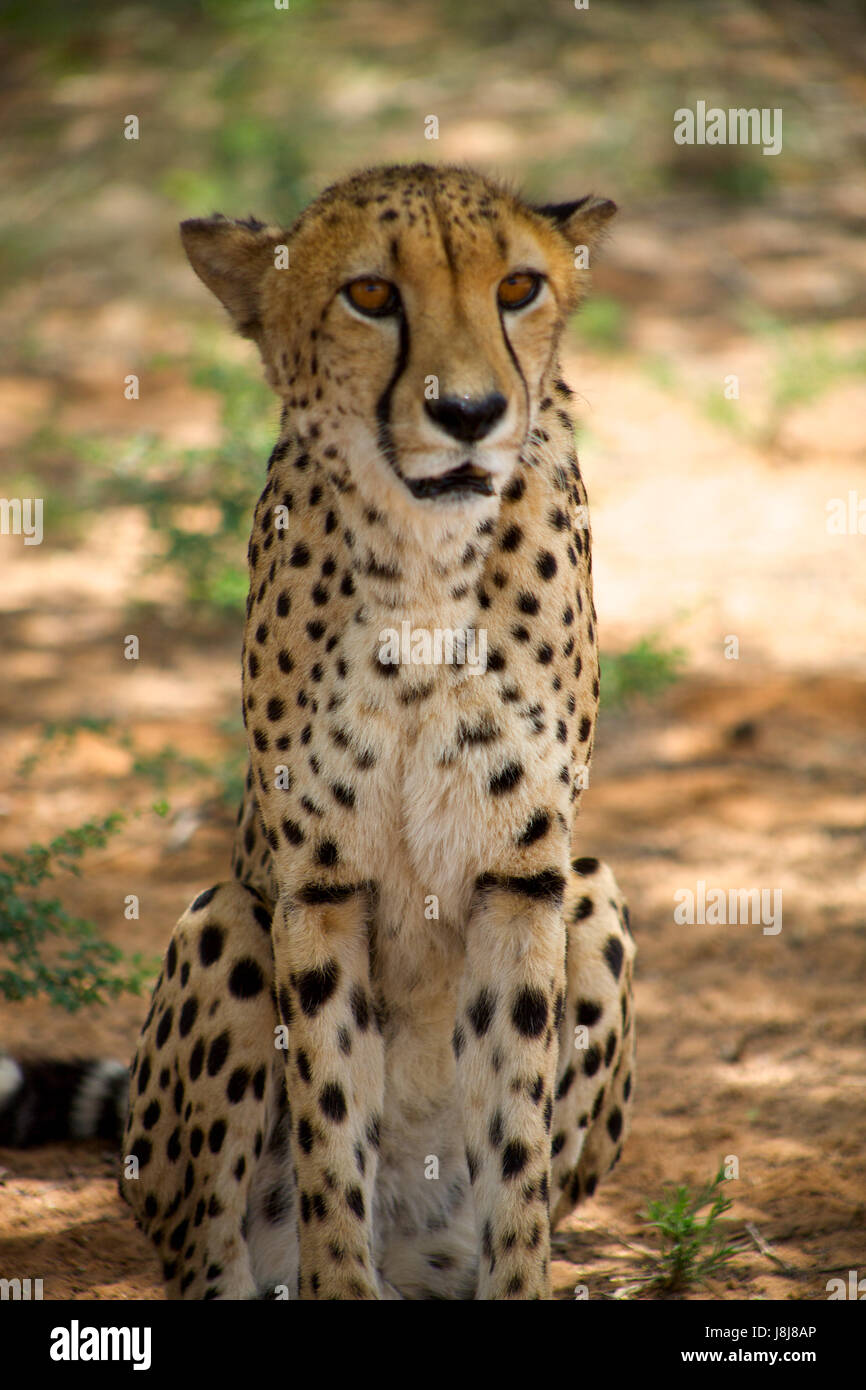 big, large, enormous, extreme, powerful, imposing, immense, relevant ...