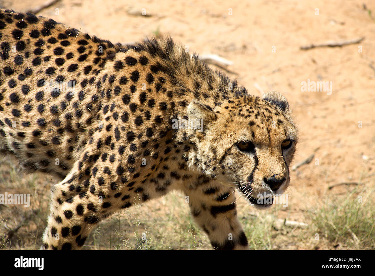 big, large, enormous, extreme, powerful, imposing, immense, relevant ...