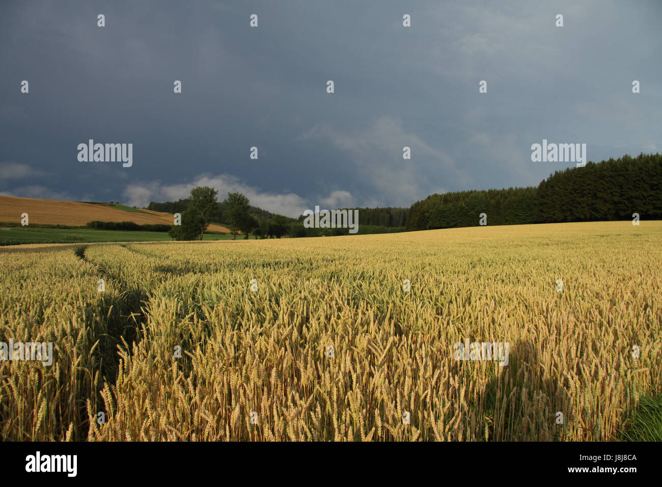 field, wheat, wheat field, land, realty, ground, food, aliment, bread ...