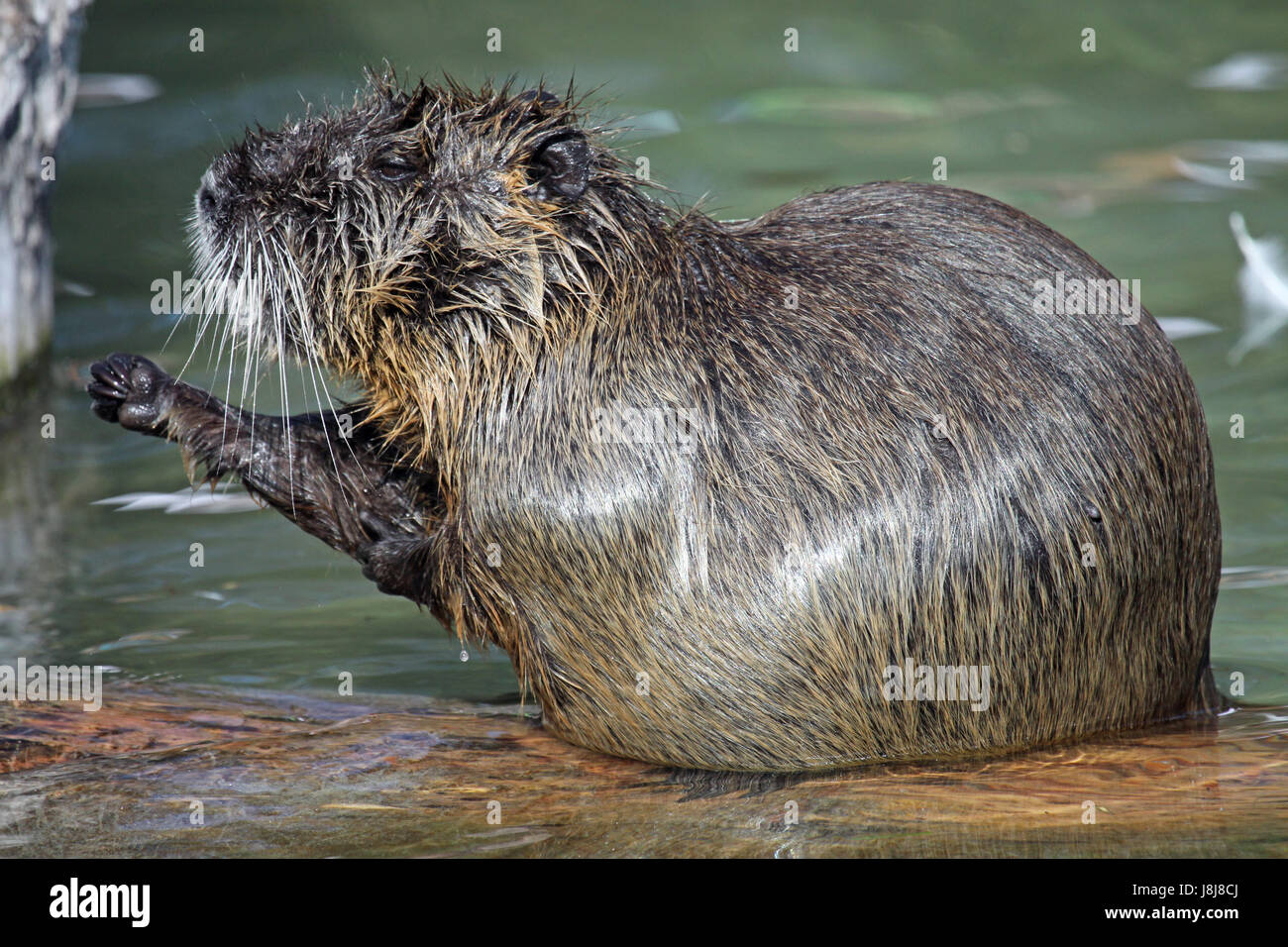 rodent, rat, muskrat, musk, mammal, rodent, skin, rat, muskrat, musk ...