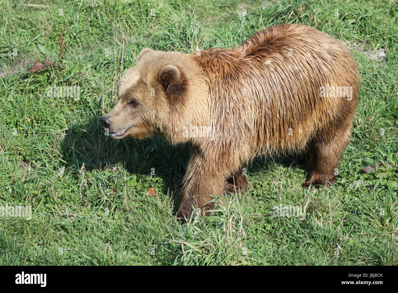 bear, predator, grizzly bear, mammal, bear, predator, grizzly bear ...