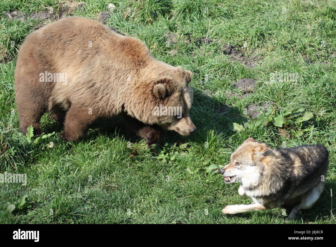 Wolf Vs Bear Fight