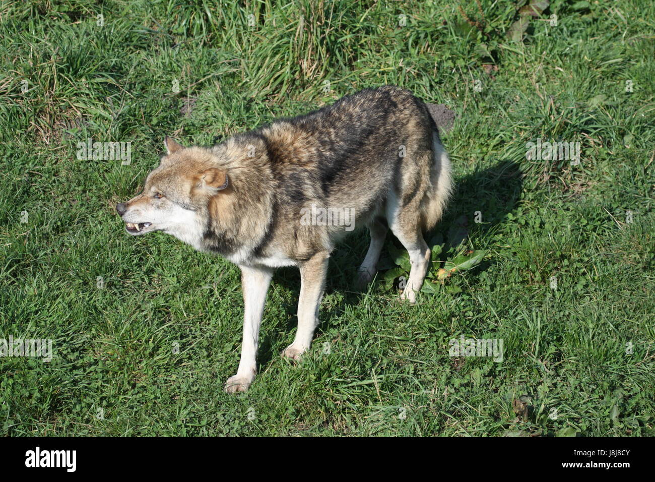 Lupo wolf hi-res stock photography and images - Alamy