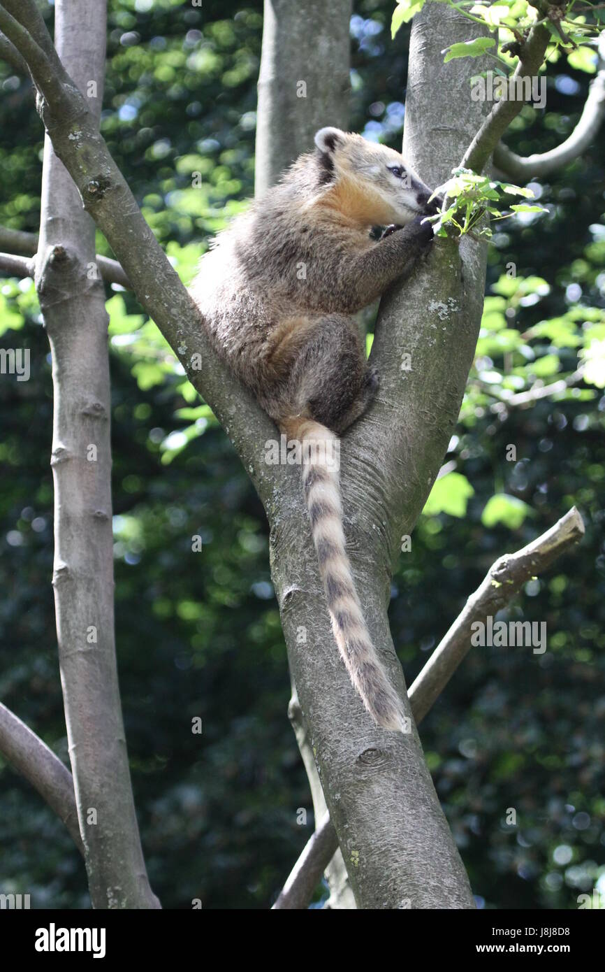 bear, nose, predator, tree, mammal, bear, branch, nose, predator, south ...