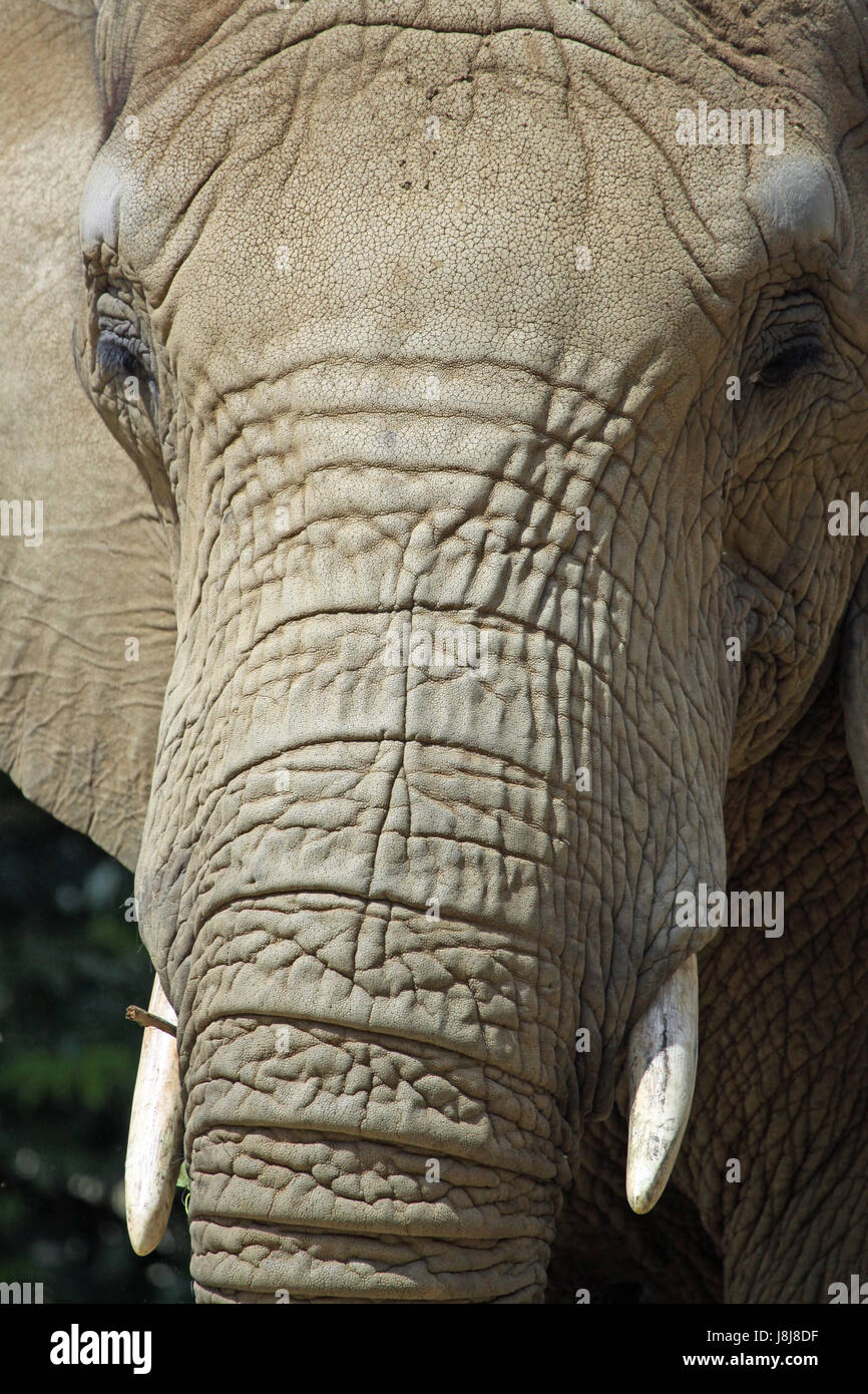 elephant, proboscis, africa, elephant, ivory, portrait, horn, proboscis ...