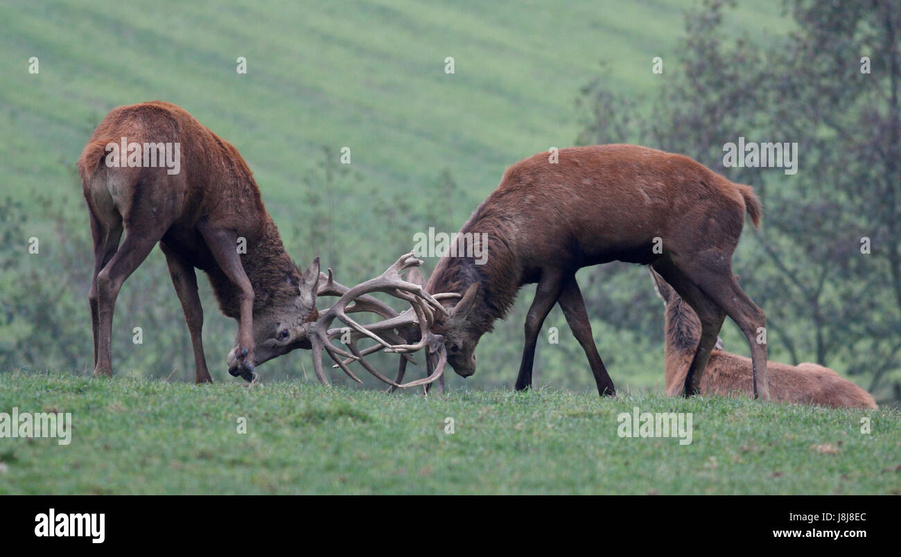 fight, fighting, horns, deer, deer stag, hart, stag, big, large ...