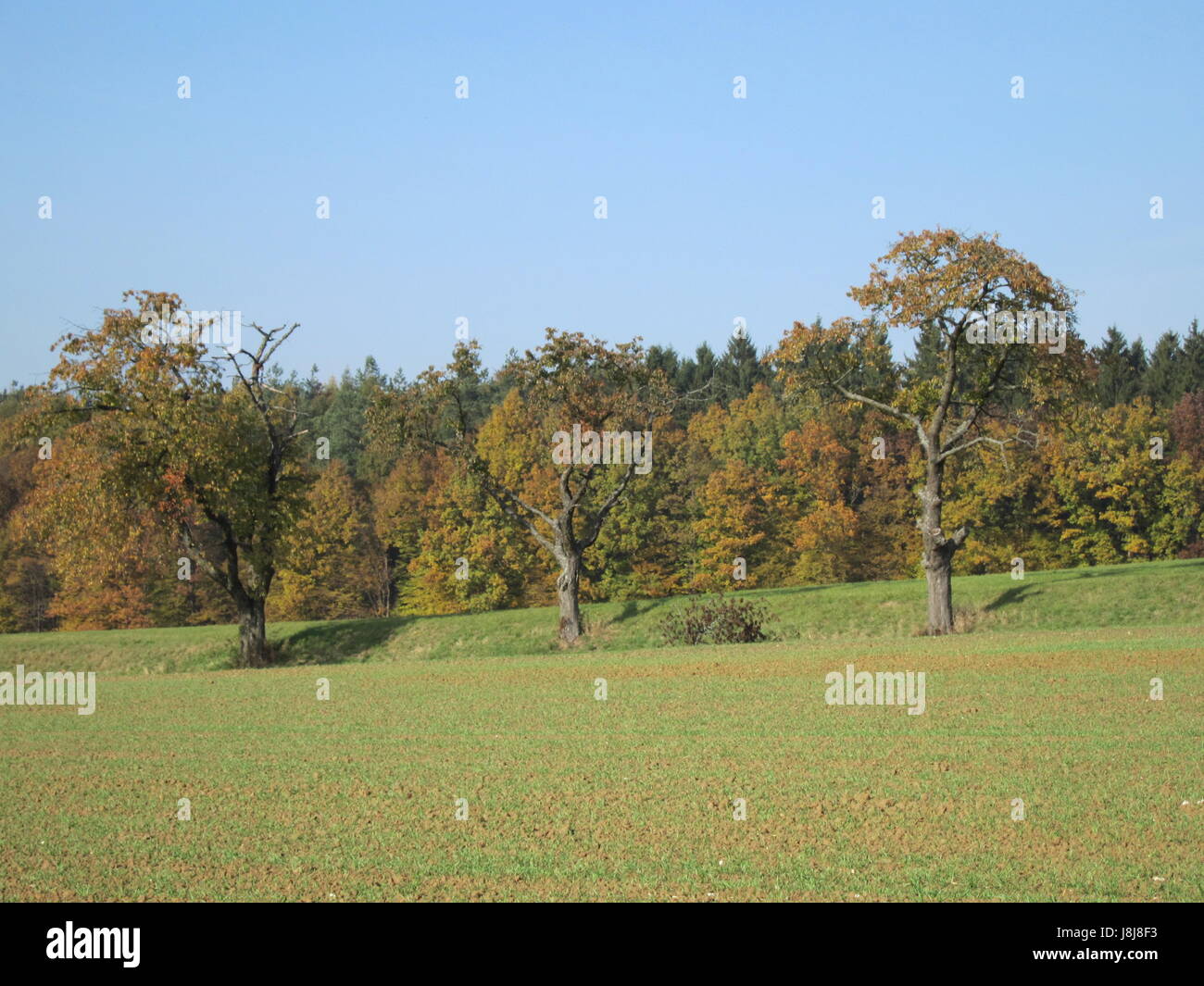 tree, trees, bavaria, scenery, countryside, nature, plant, francs, fall ...