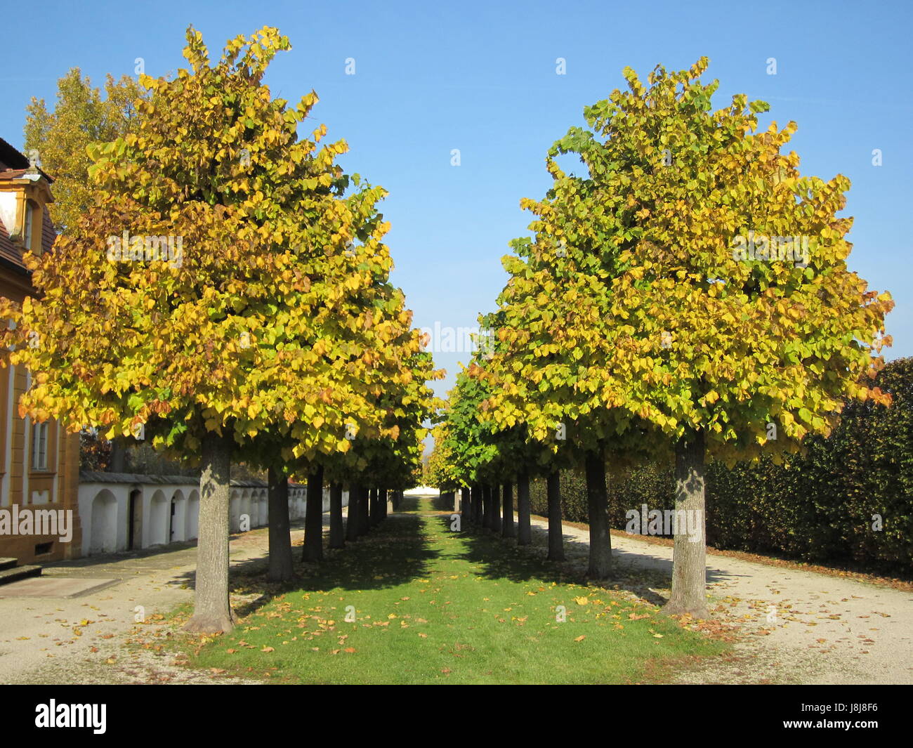 tree, trees, bavaria, scenery, countryside, nature, plant, francs, fall ...