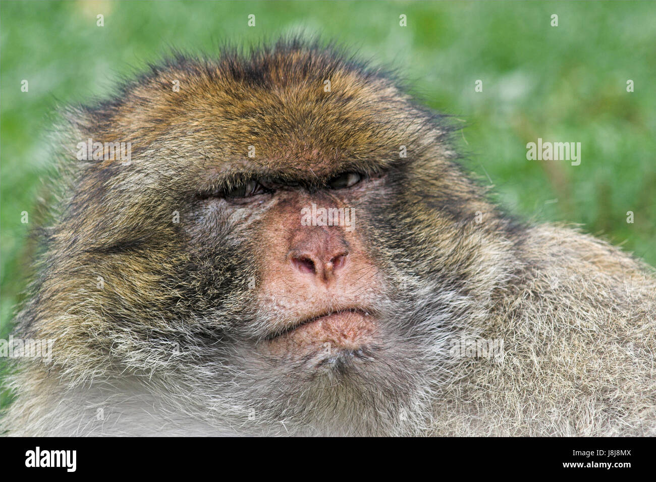 Animals Frowning