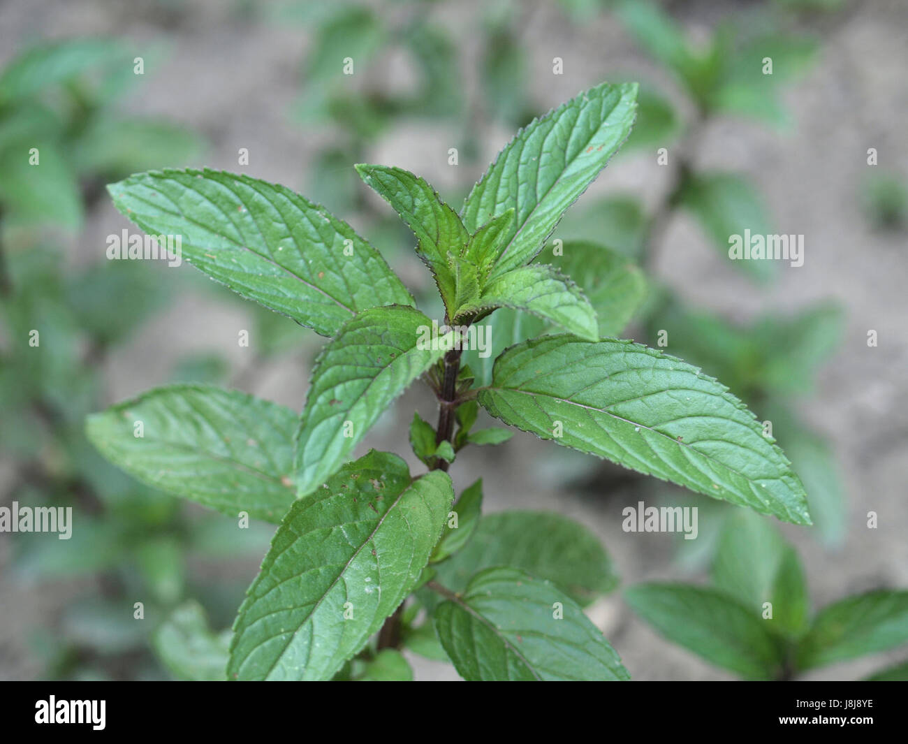tree, leaves, peppermint, lawn, green, foliage, plant, leaf, tree ...
