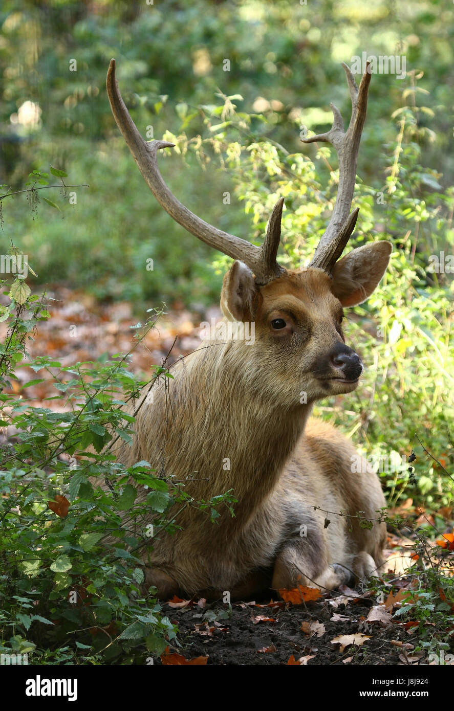 mammal, portrait, india, shy, grin, periled, mammal, portrait, india ...