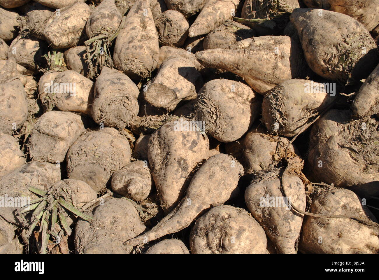 agriculture, farming, sugar, acre, countrymen, refinery, beets, sugar ...