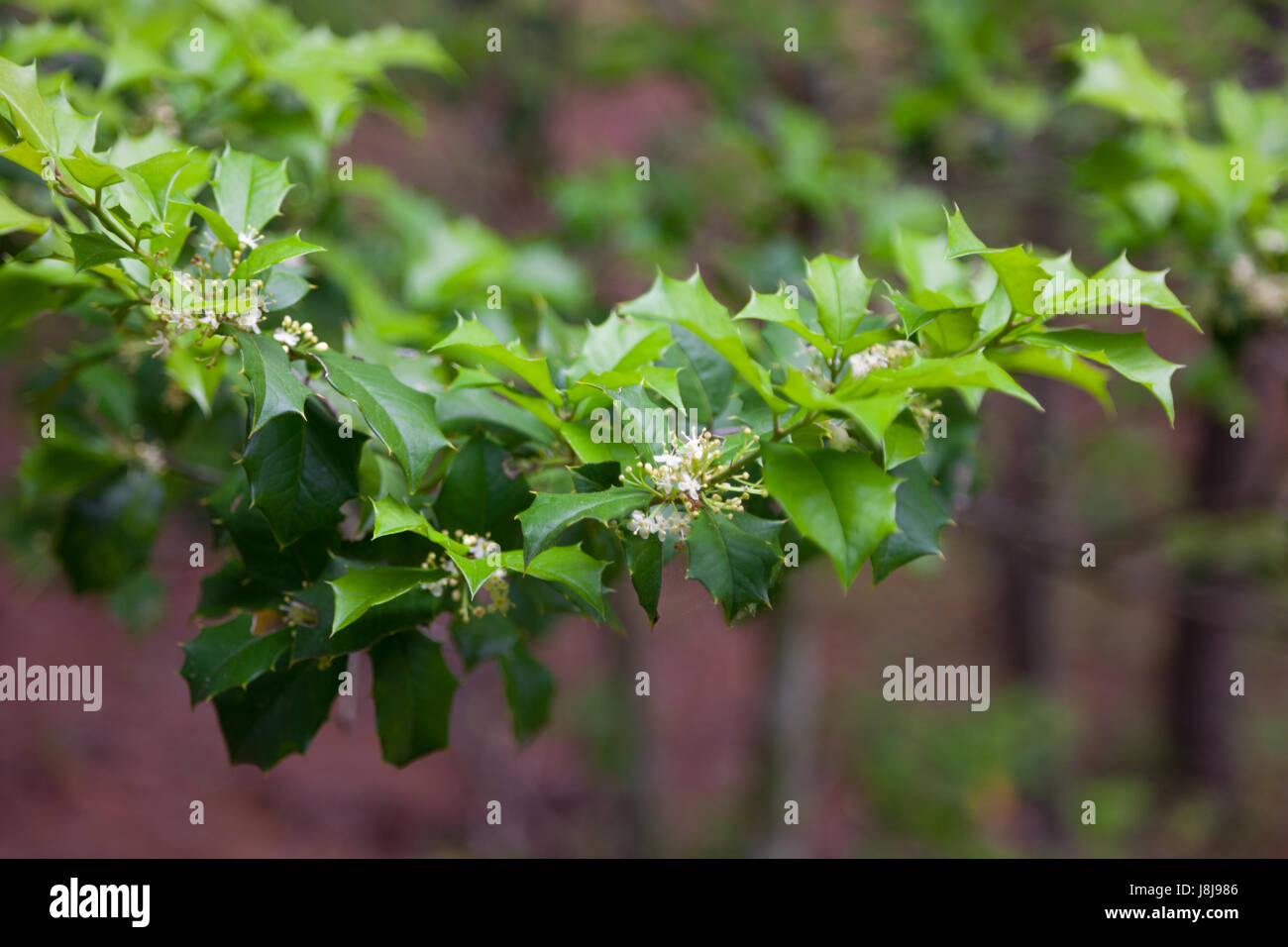 American Holly tree or Ilex opaca Stock Photo - Alamy
