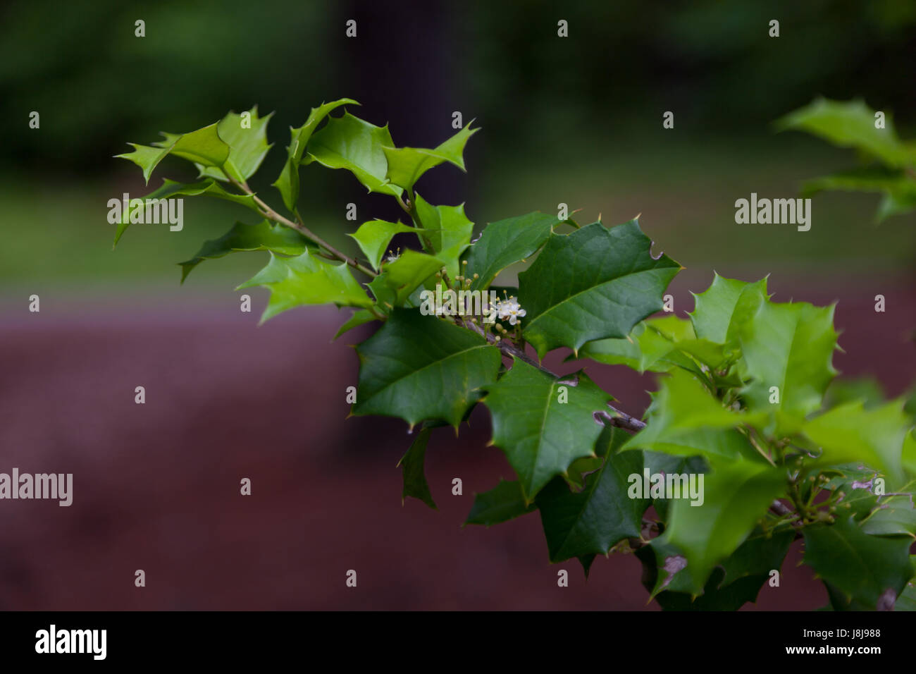 American holly tree hi-res stock photography and images - Alamy