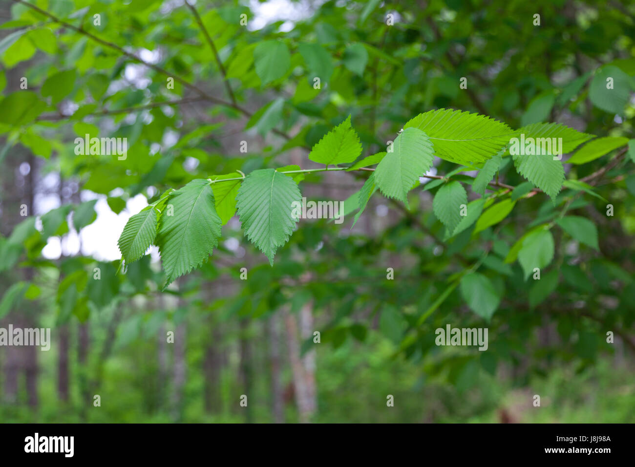 American elm tree hi-res stock photography and images - Alamy