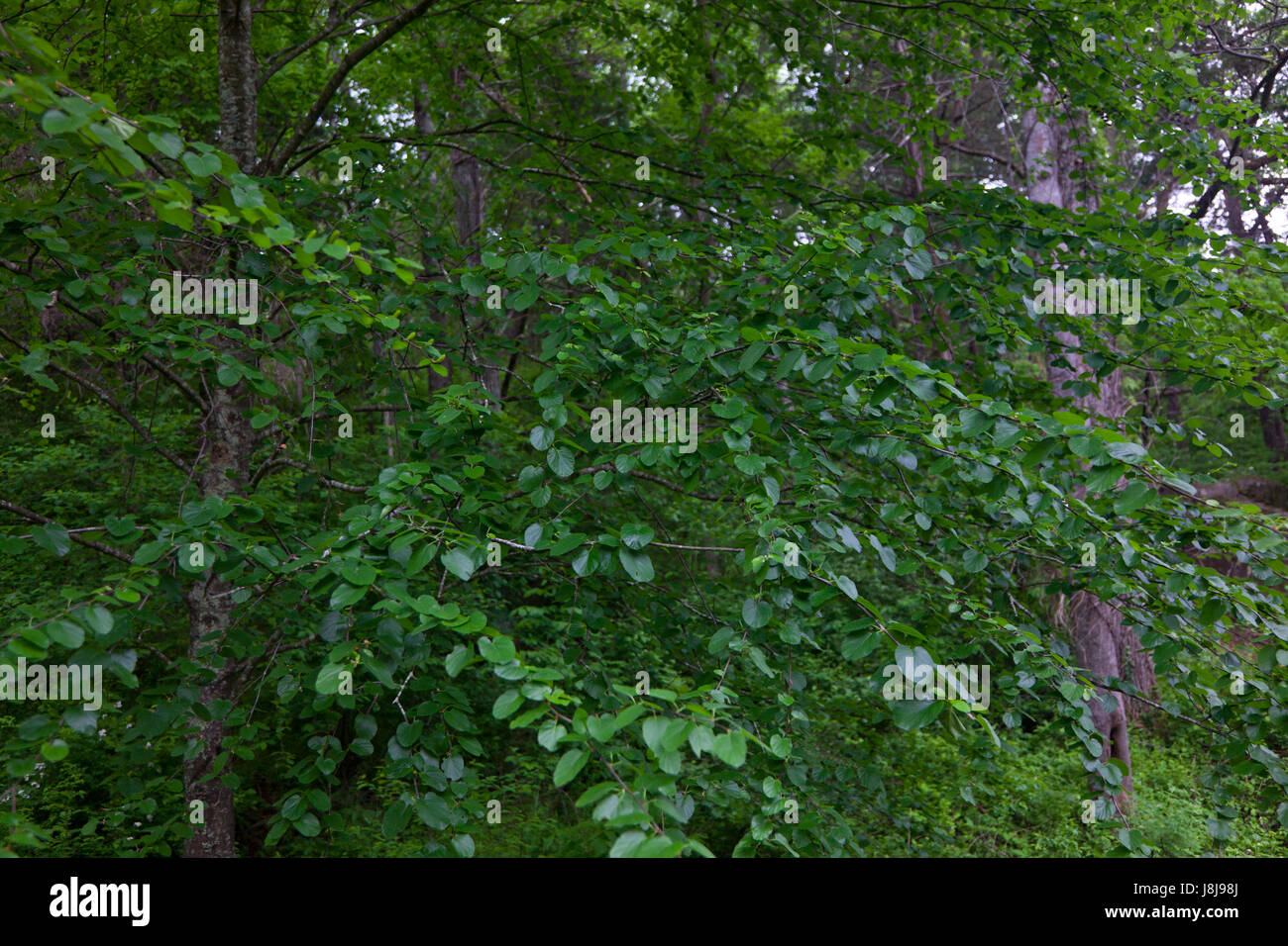 Betula uber hi-res stock photography and images - Alamy