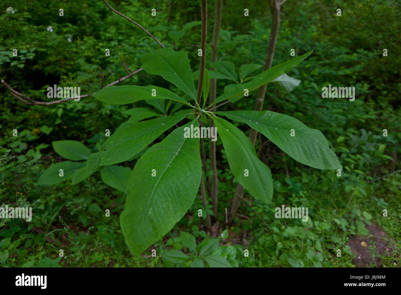 Green magnolia leaves in hi-res stock photography and images - Alamy
