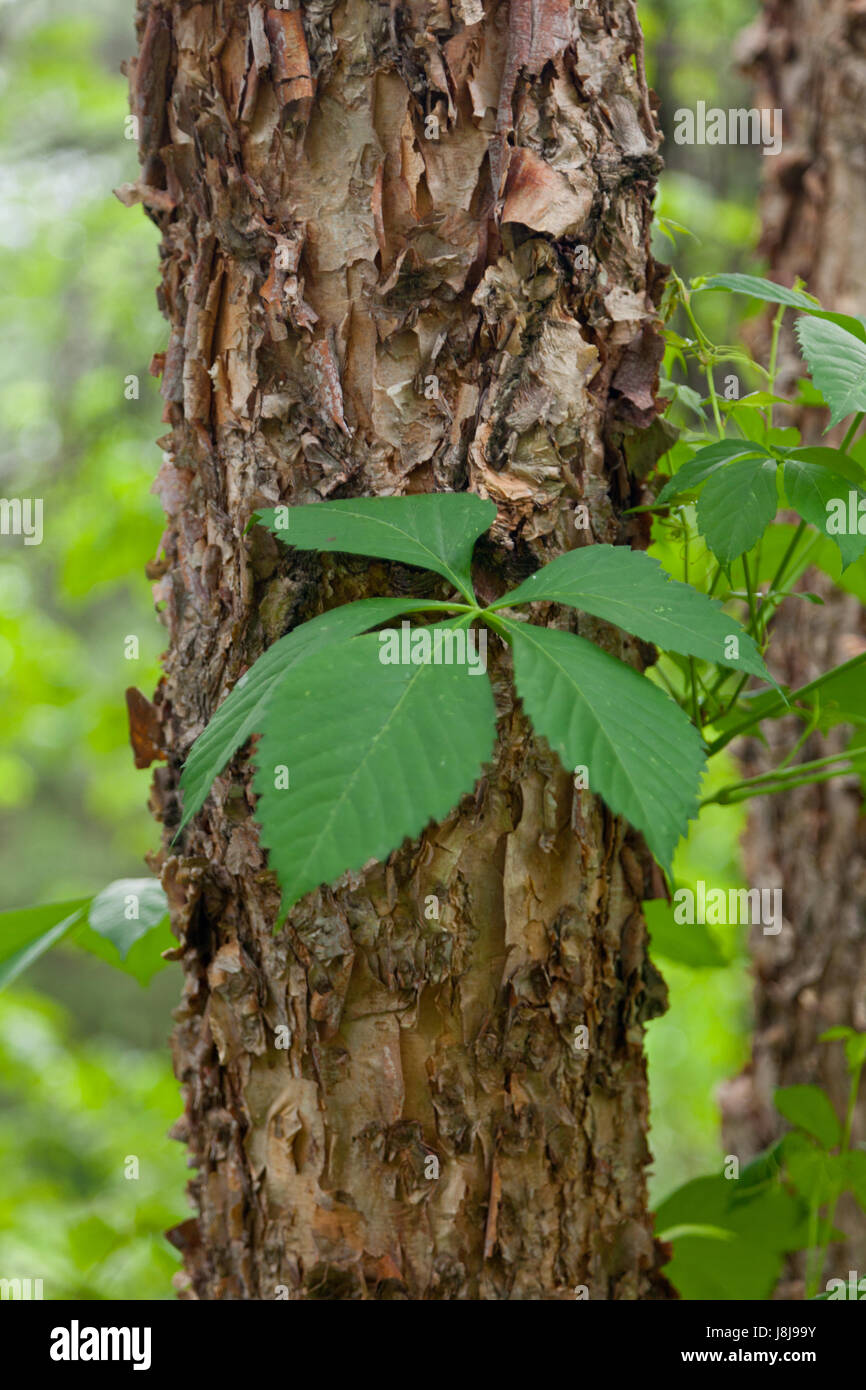 River birch hi-res stock photography and images - Alamy