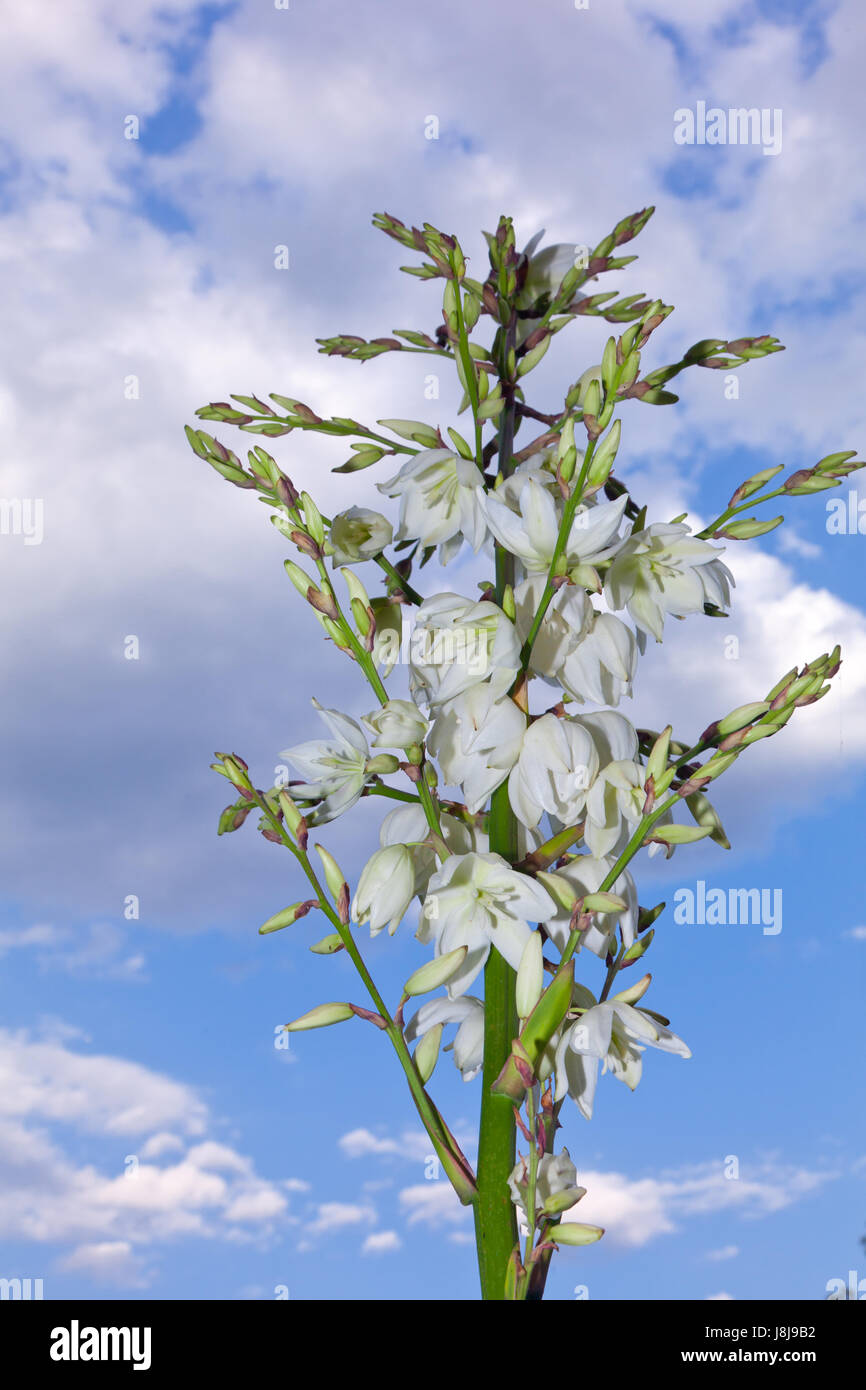 The flowering stem of a Yucca cacti partially blooming Stock Photo - Alamy
