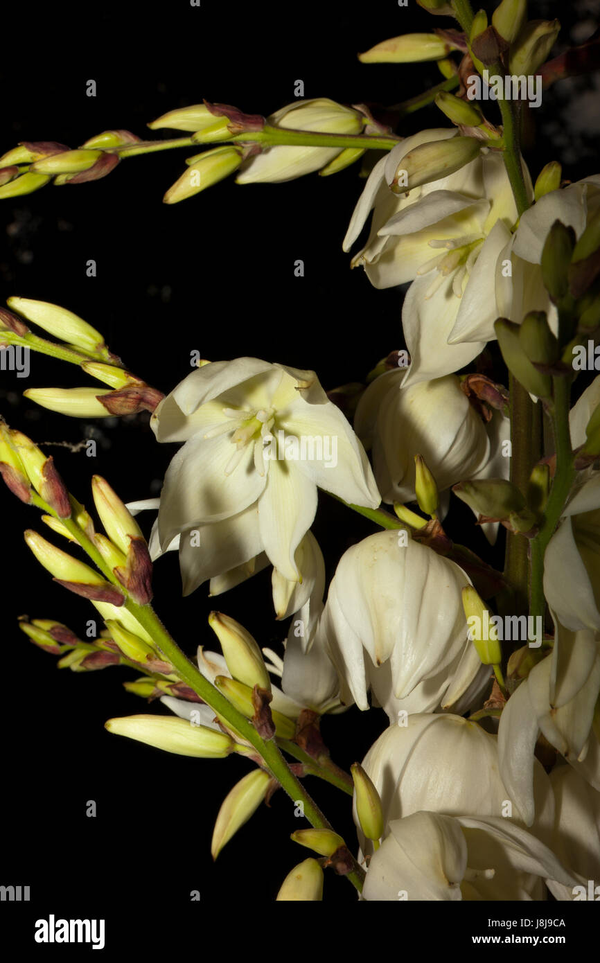 The flowering stem of a Yucca cacti partially blooming Stock Photo - Alamy