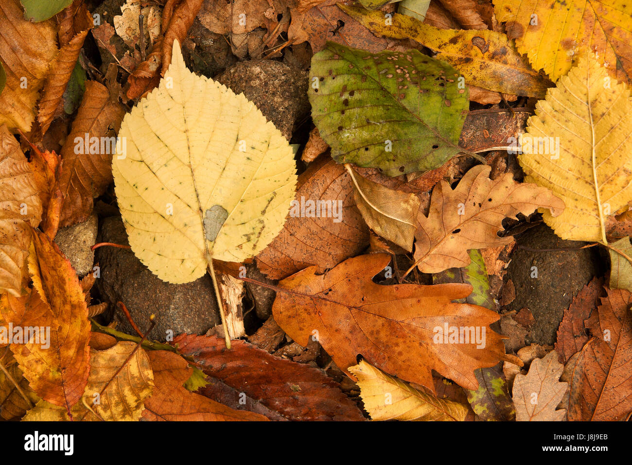 leaf, colour, ground, soil, earth, humus, leaves, autumnal, color ...