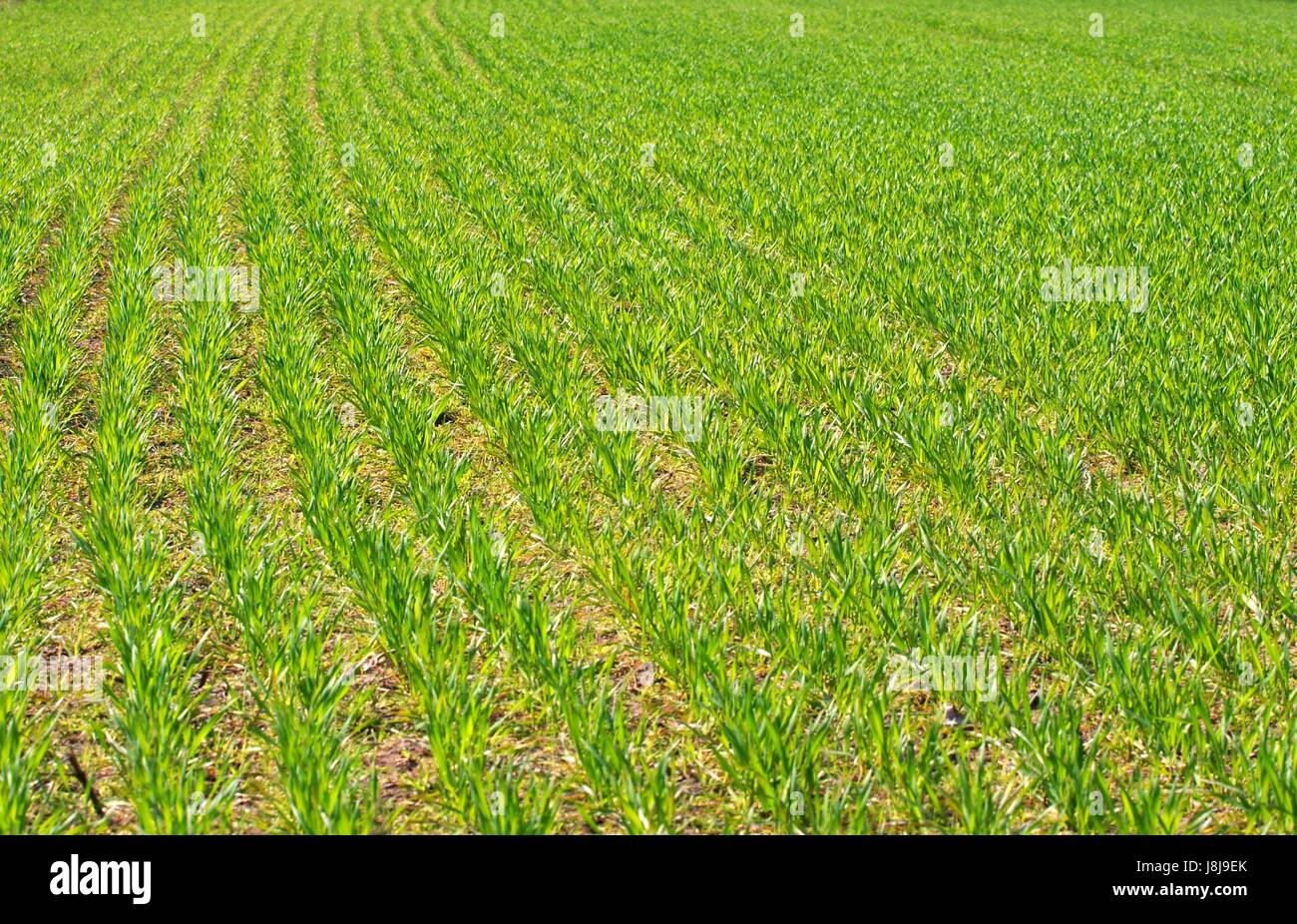 agriculture, farming, field, spring, wheat, lawn, green, fresh, nature ...