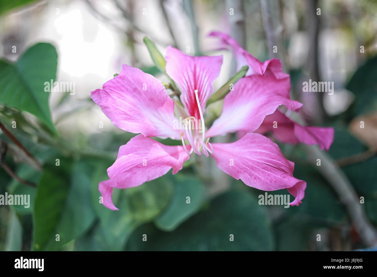 Pink Bauhinia purpurea flower in the garden Stock Photo - Alamy