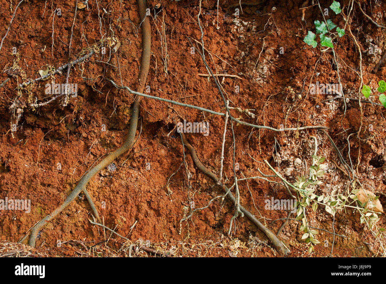 ground, soil, earth, humus, brown, brownish, brunette, vegetation ...