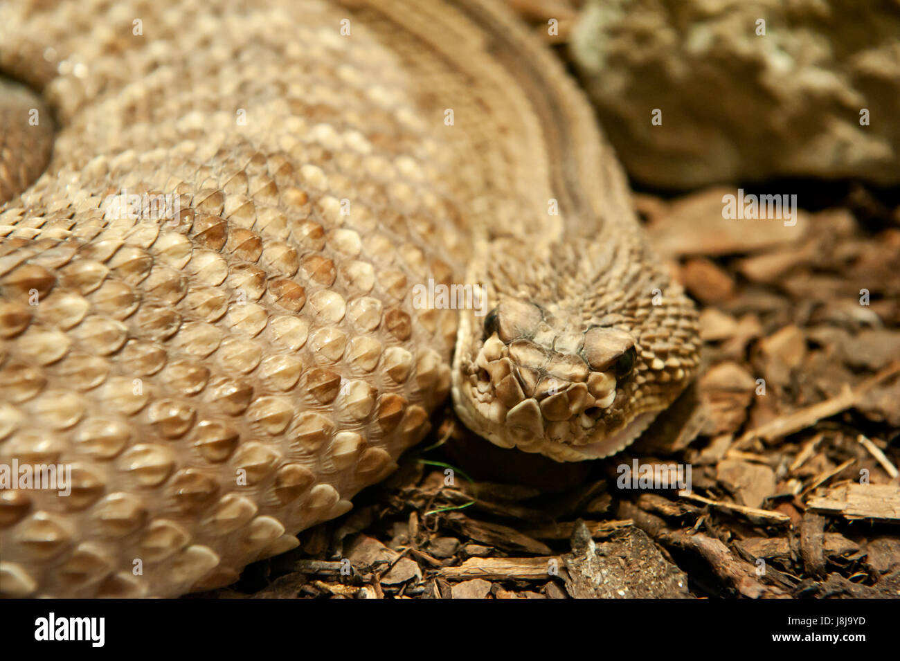 snake, backdrop, background, texture, reptile, scary, snake, deadly ...