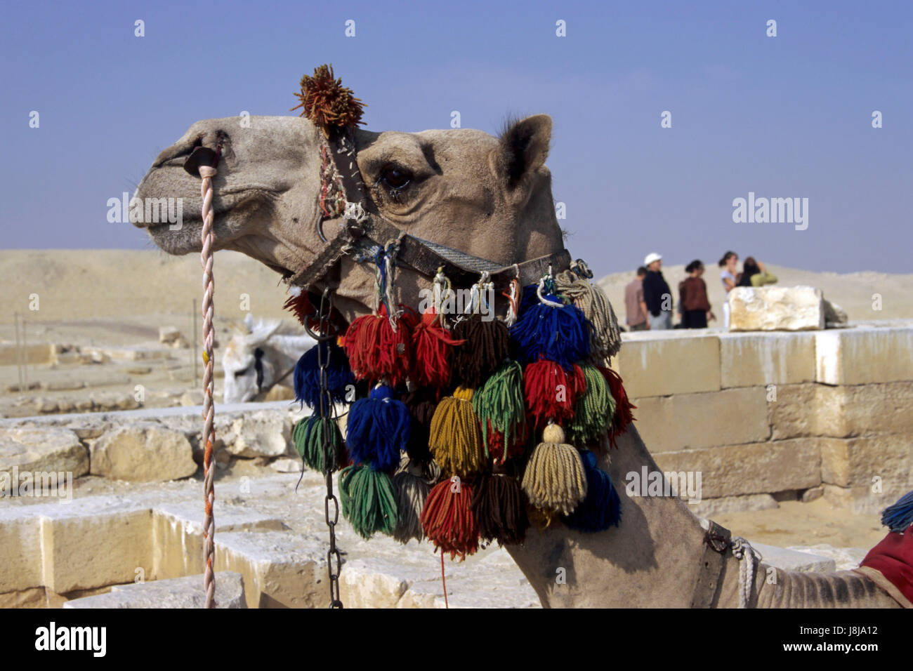 camel with necklace Stock Photo - Alamy
