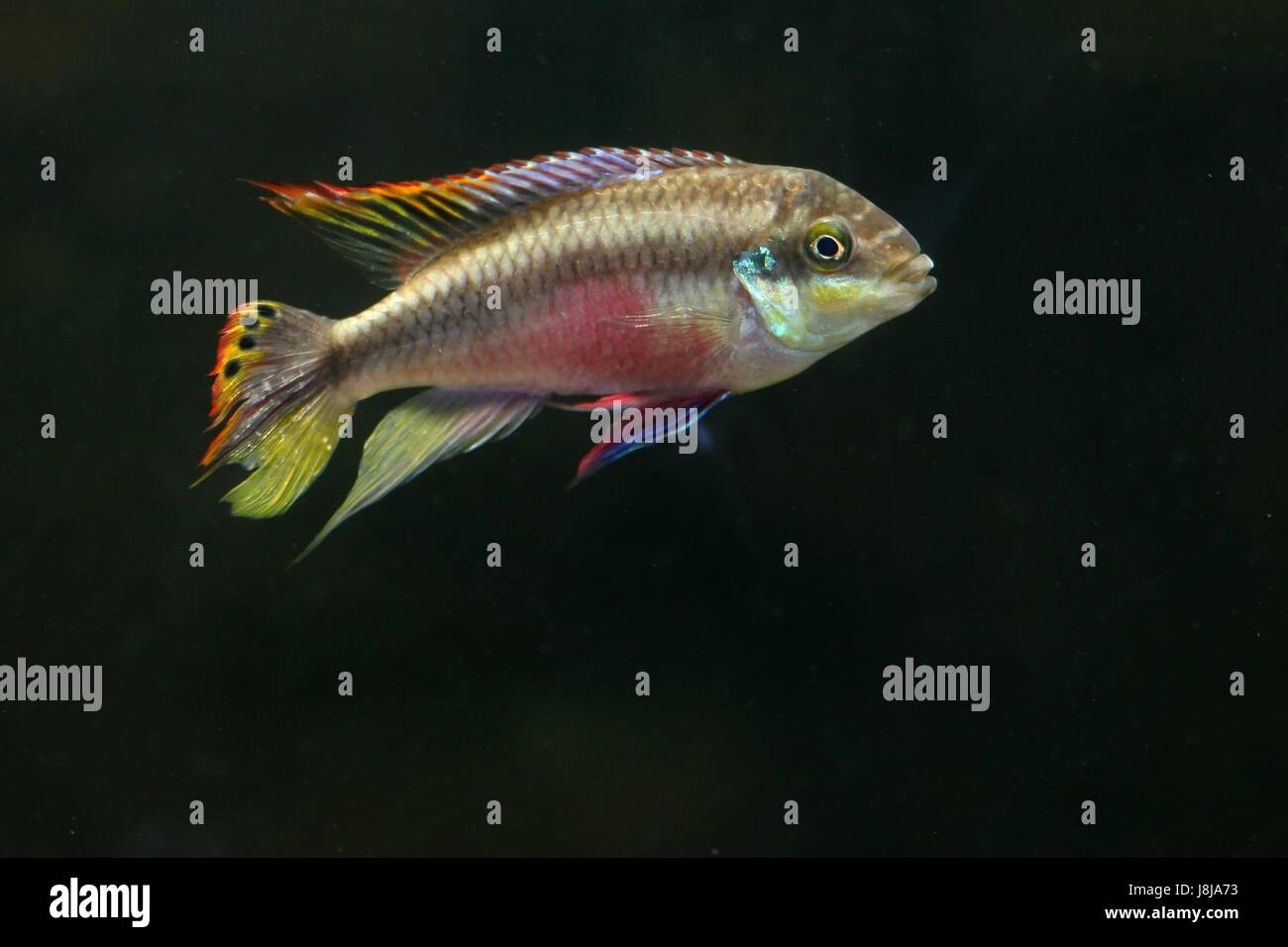 Orange fish with black spots hi-res stock photography and images - Alamy