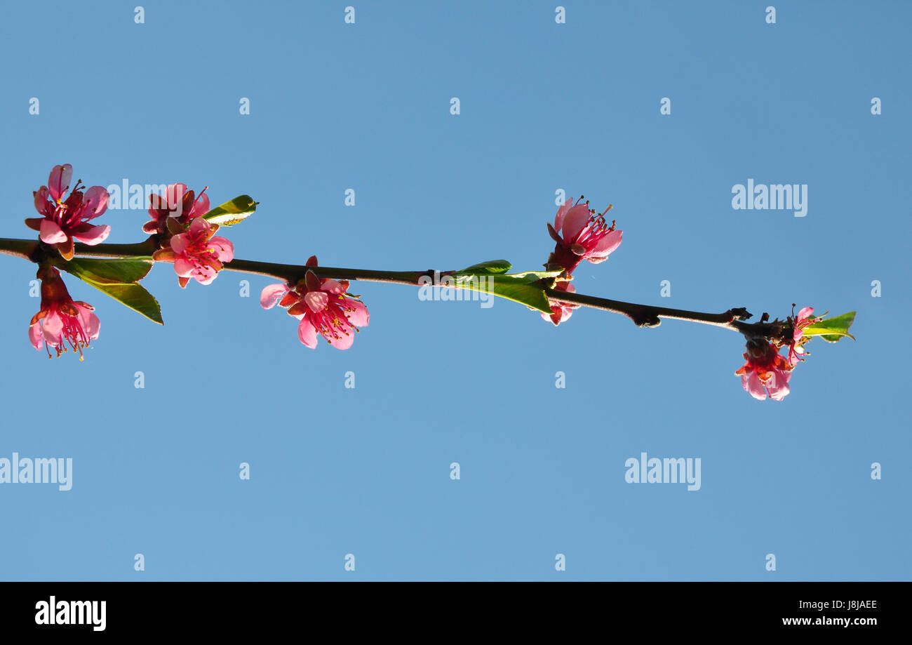 blue, tree, garden, plant, flower, bloom, blossom, flourish ...