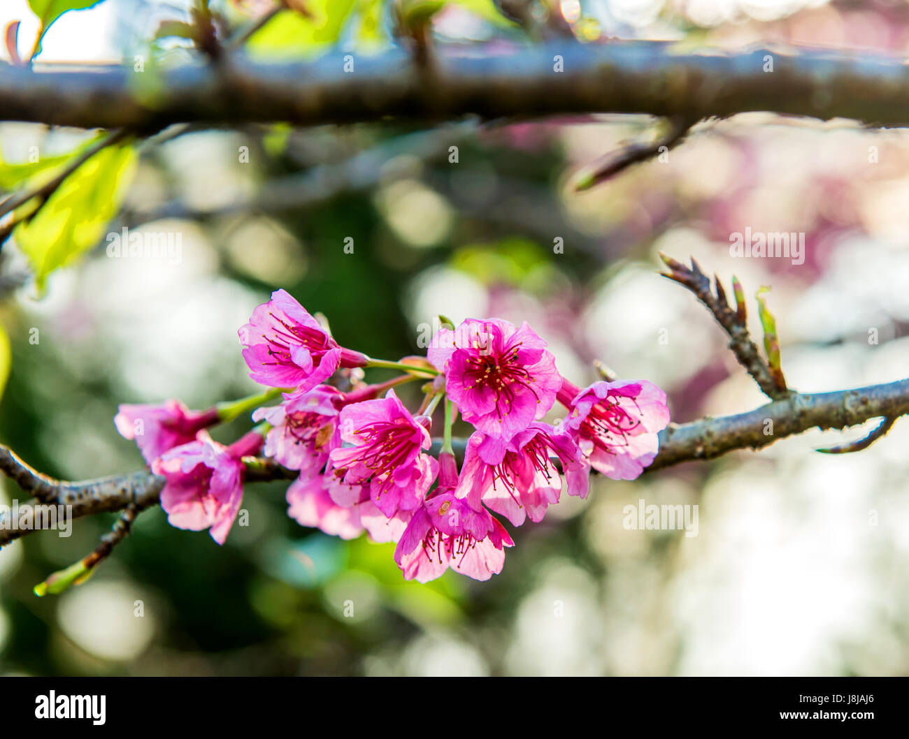 Cherry bossom tree hi-res stock photography and images - Alamy