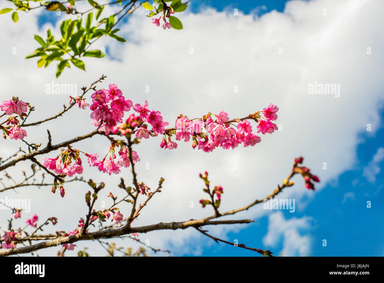 blooming Sakura flower and Cherry bossom tree Stock Photo - Alamy