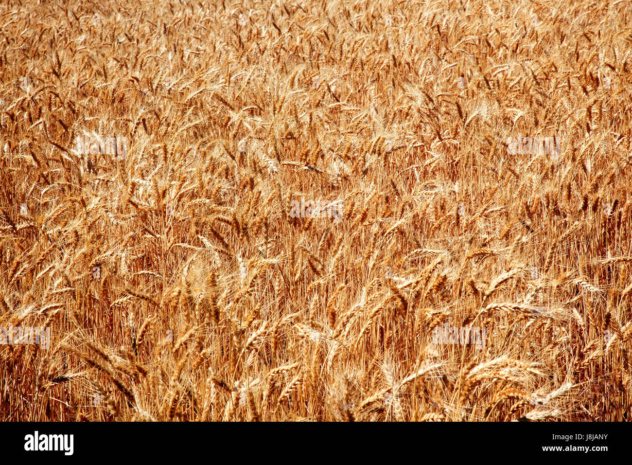 agriculture, farming, field, harvest, wheat, beautiful, beauteously ...