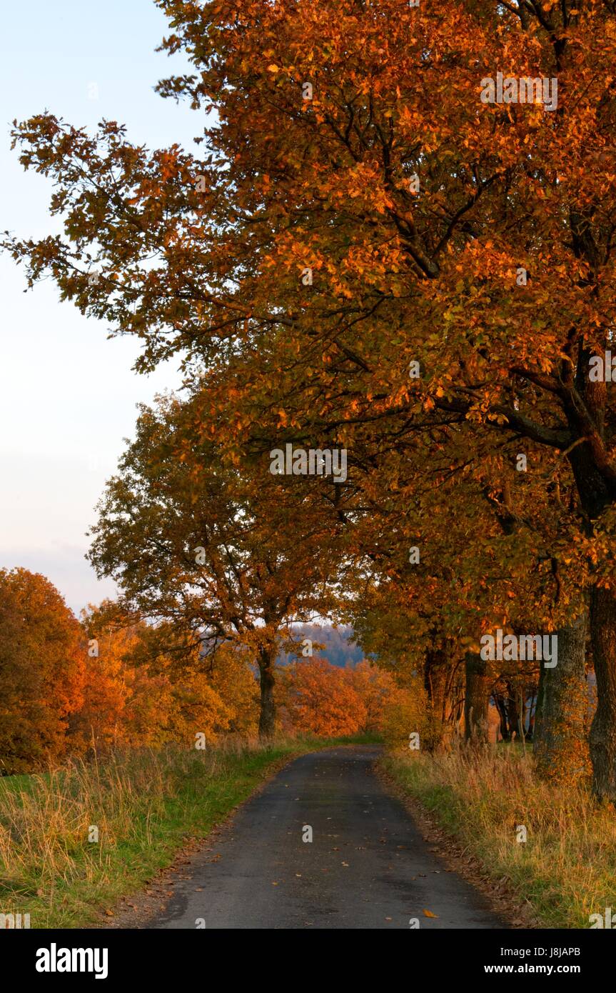 tree, coloured, colourful, gorgeous, multifarious, richly coloured ...
