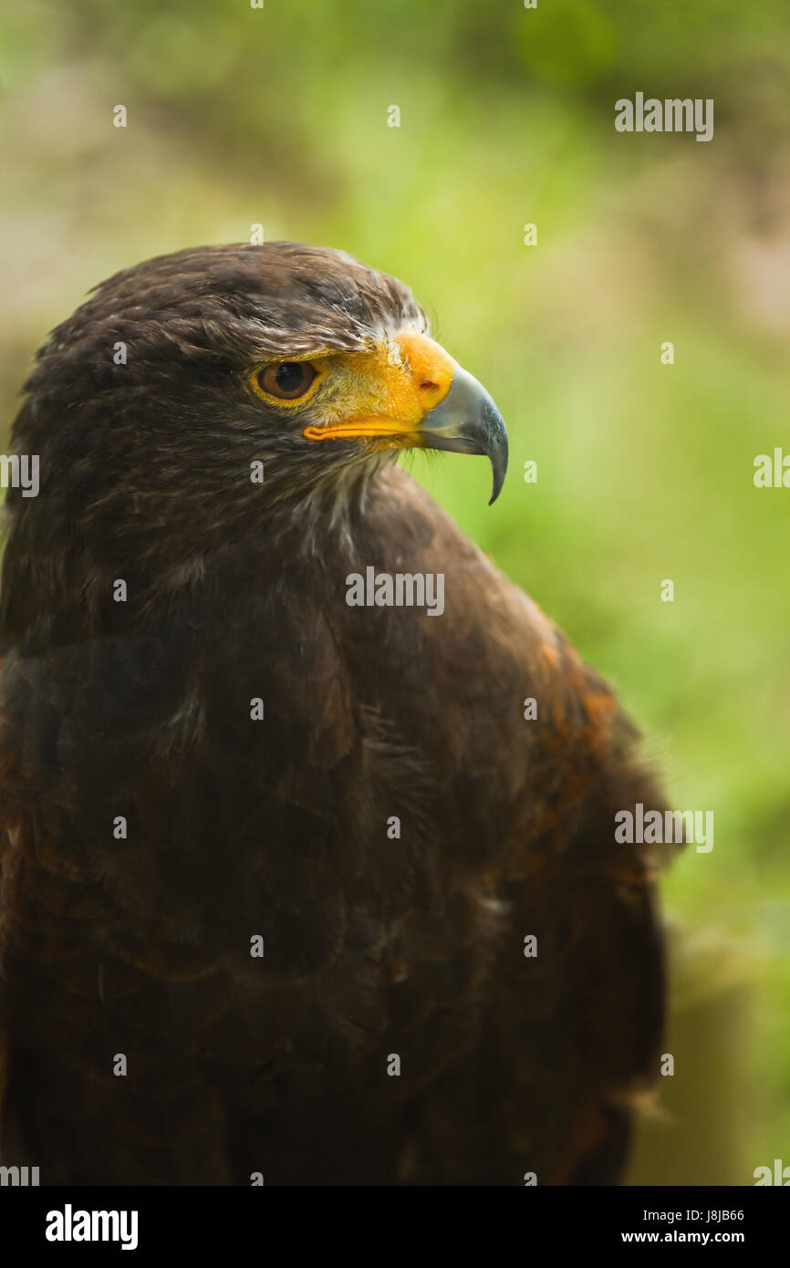 animal, bird, animals, hunter, birds, raptor, birds of prey, predator ...