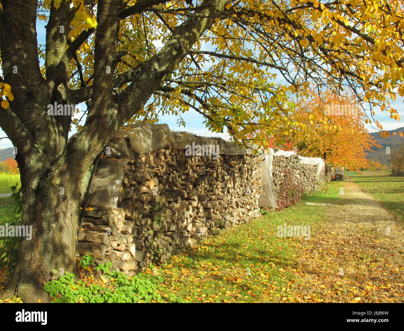 colour, tree, wood, coloured, colourful, gorgeous, multifarious, richly ...