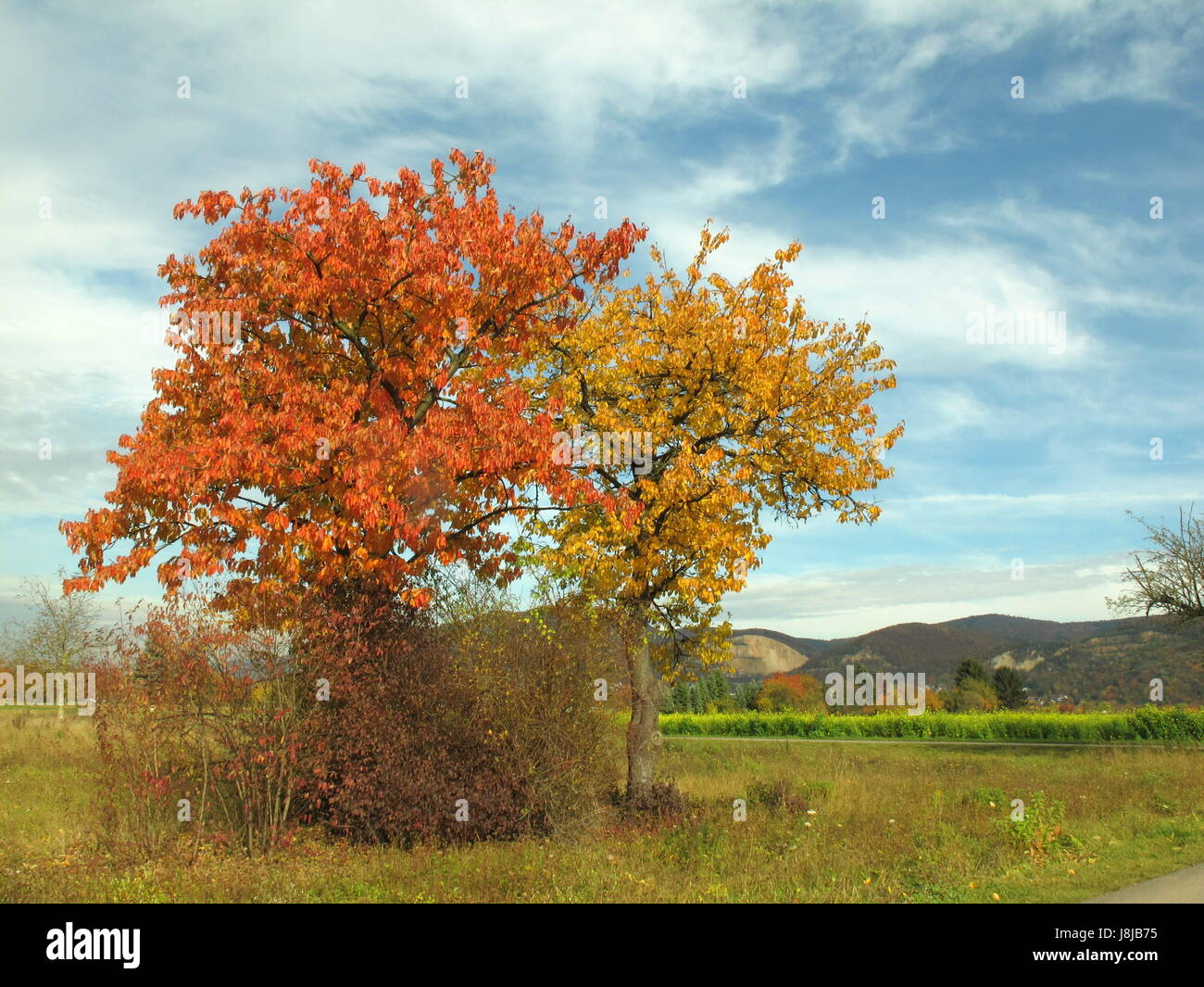 colour, tree, wood, coloured, colourful, gorgeous, multifarious, richly ...