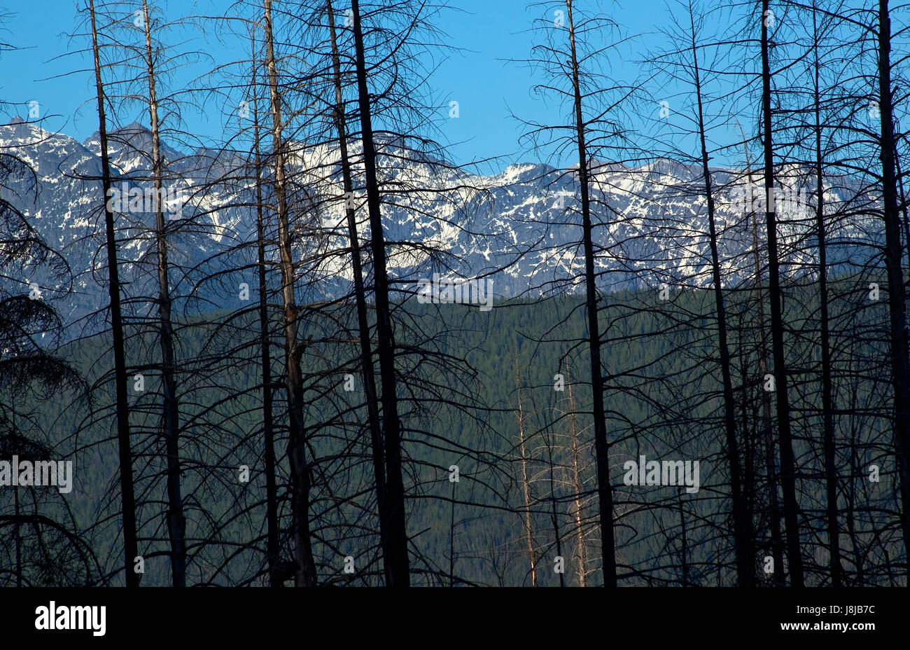 beautiful, beauteously, nice, tree, trees, mountains, park, holiday ...