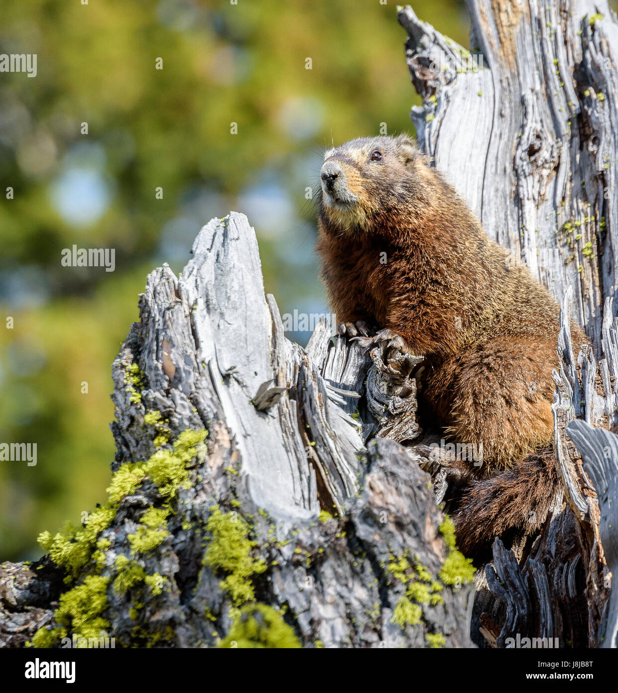 A Yellow-bellied Marmot Peaks Out of His Home in Teton National Park ...