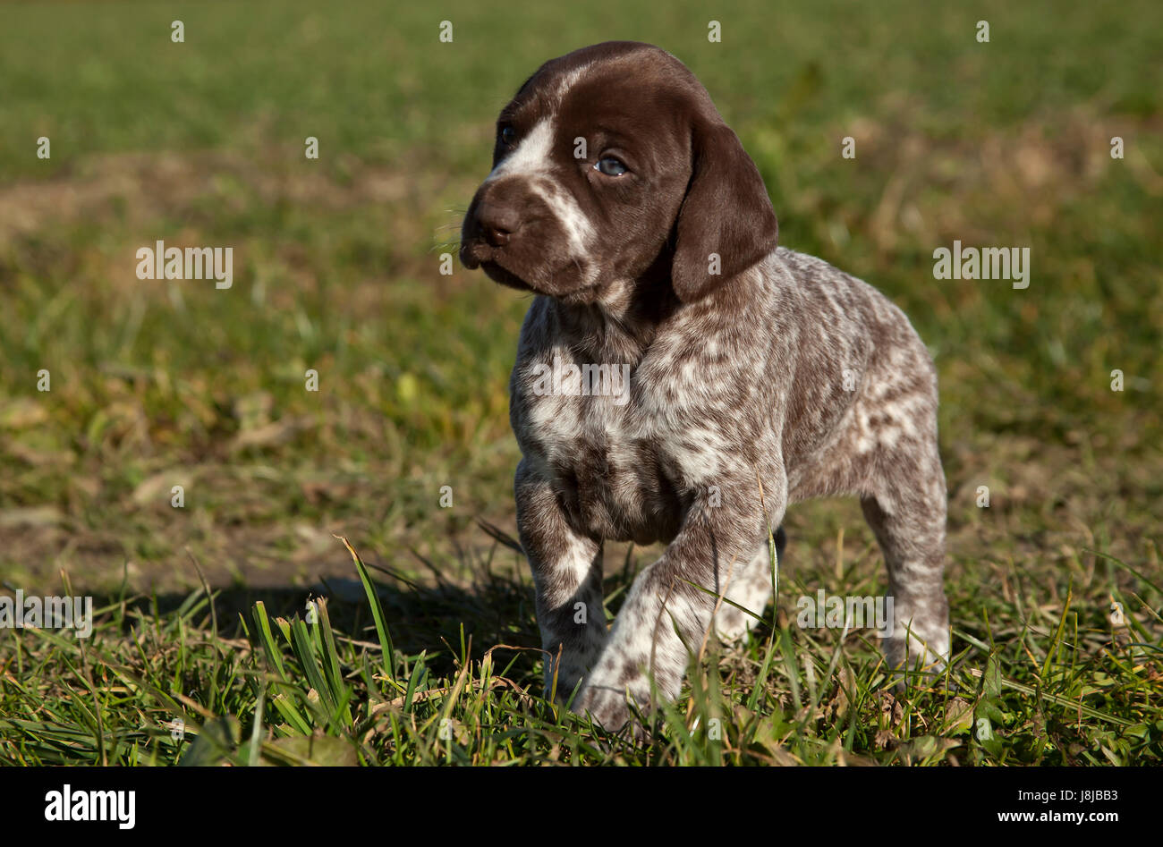 hunter, dog, puppy, hound, game, tournament, play, playing, plays ...