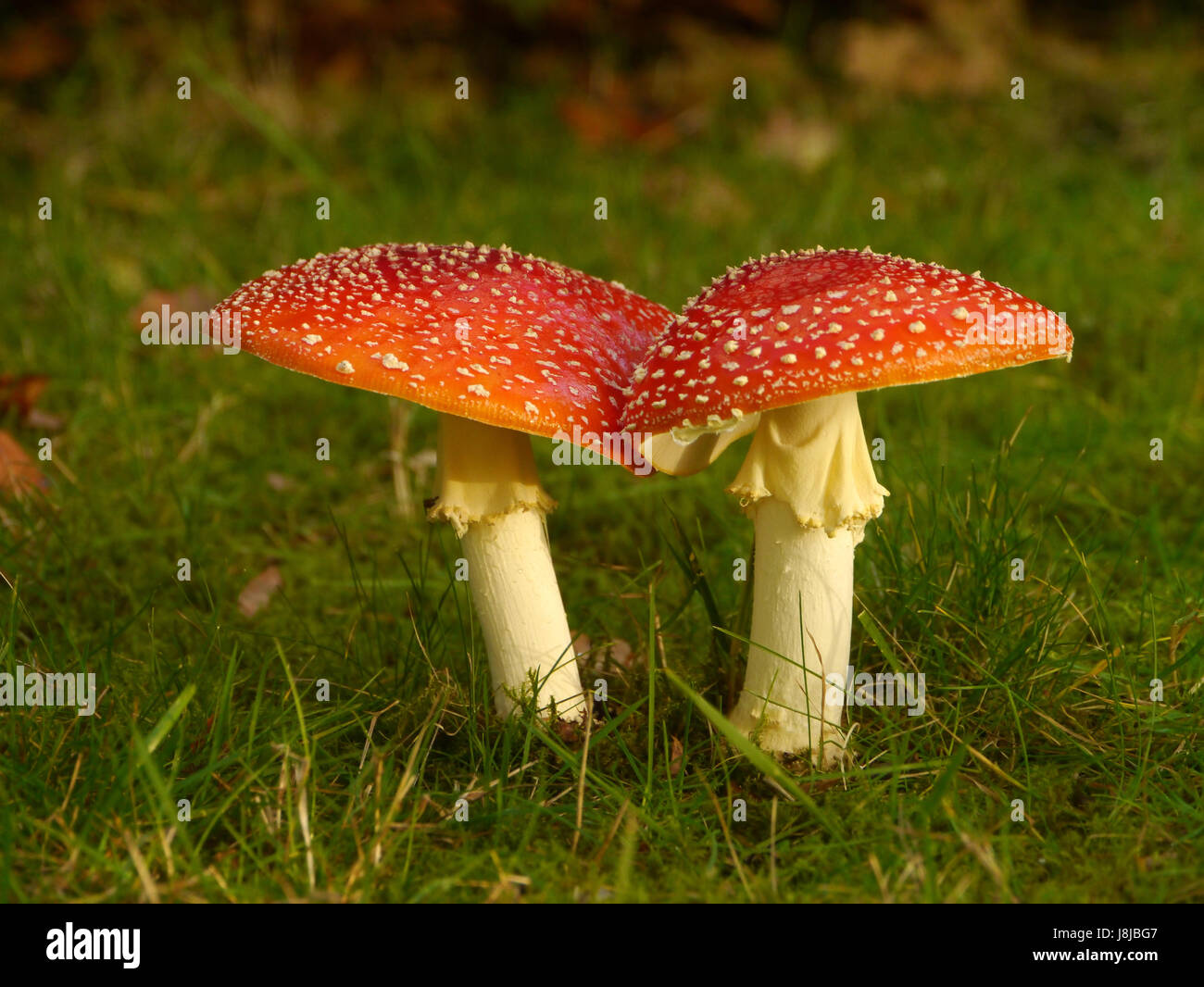 fly agaric, poison, fly agarics, toxic, poisonous, hat, plant, fly ...