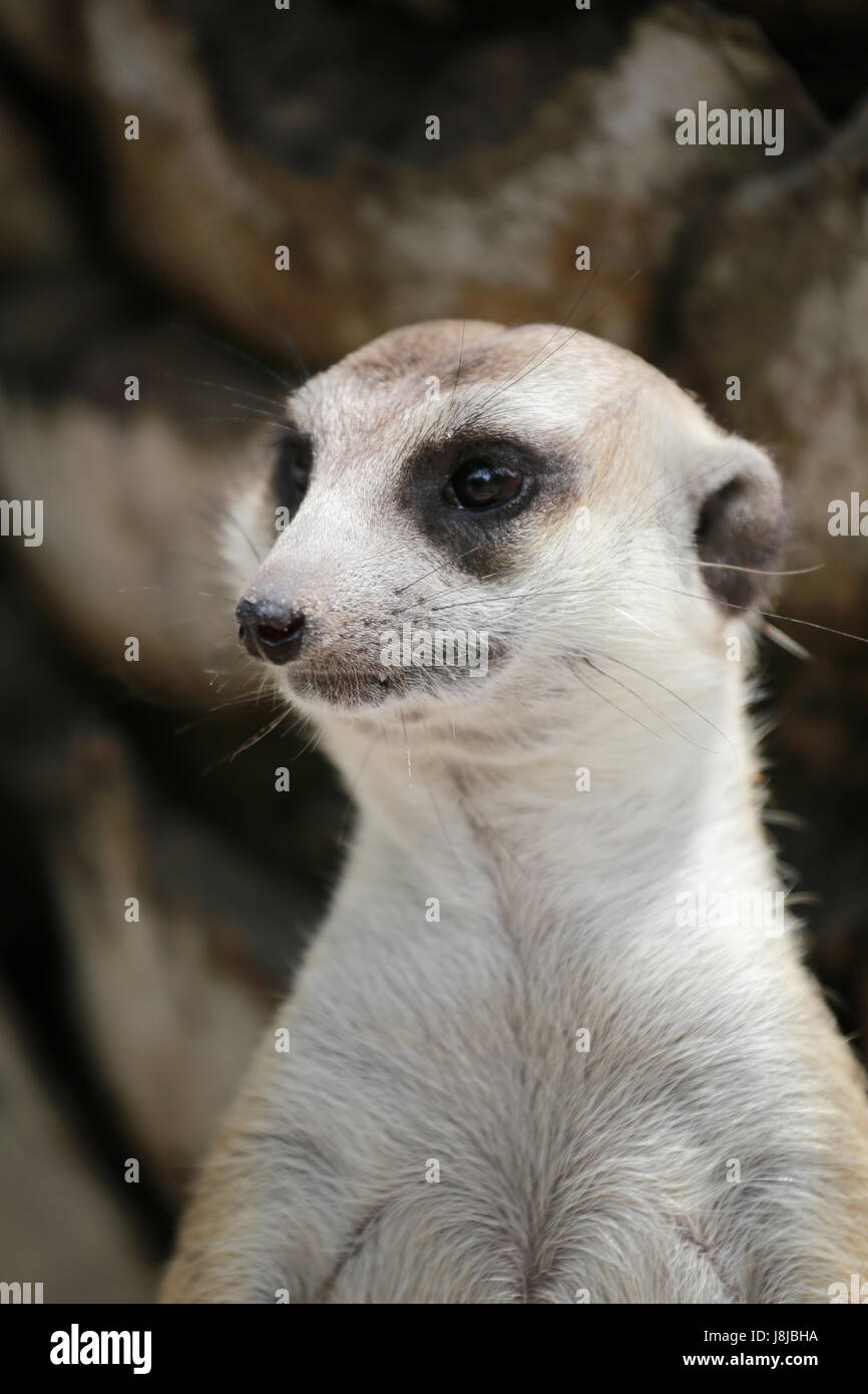 Focus on head of Meerkat in the nature Stock Photo - Alamy