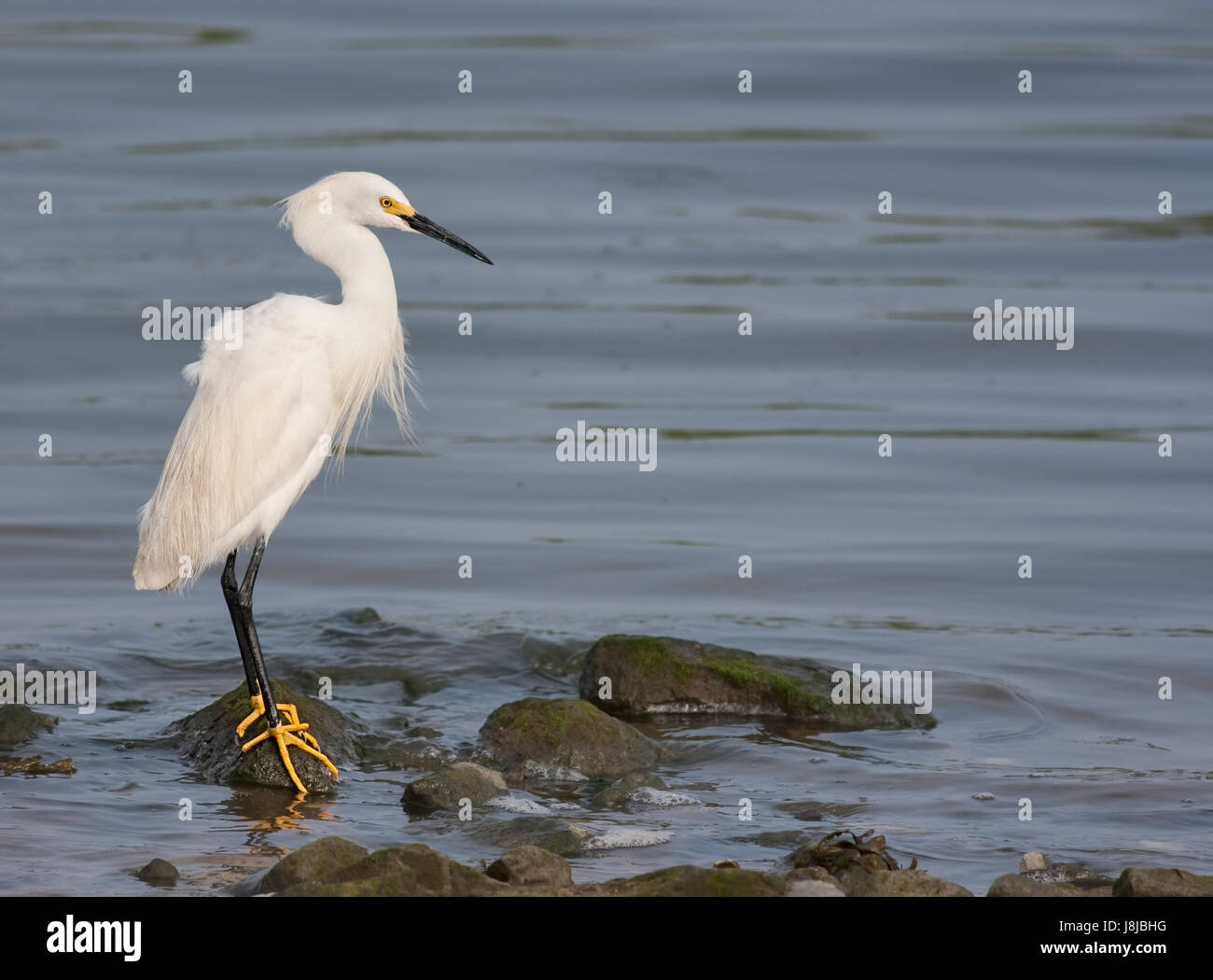 bird, wild, birds, snowy, wildlife, egrets, egret, stone, animal, bird ...
