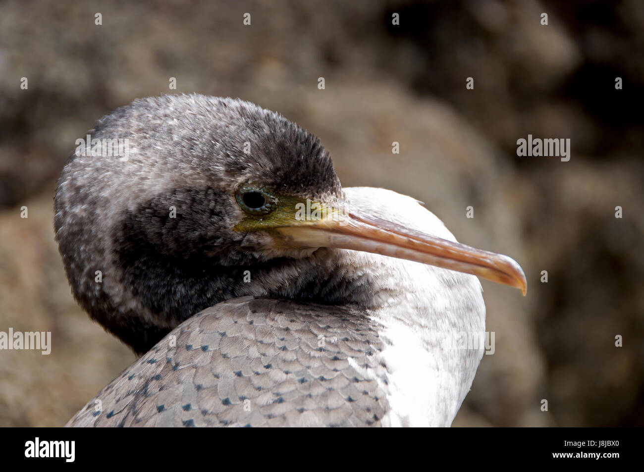 New zealand bird fish hi-res stock photography and images - Alamy