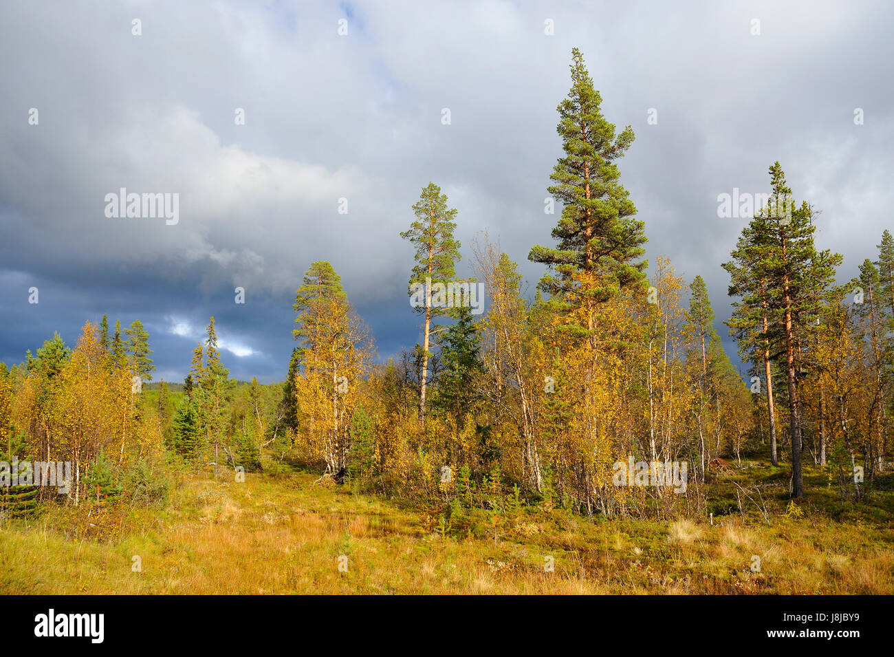 Dwarf Trees In Tundra