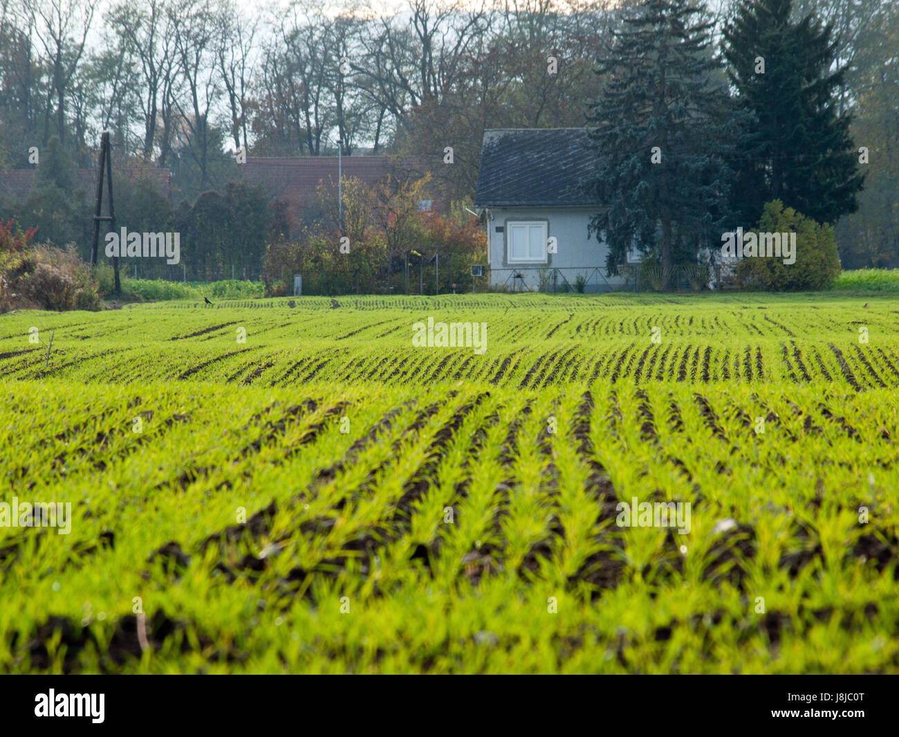 agriculture, fields, meadows, acre, cultivation, farmer, meadow, grass ...