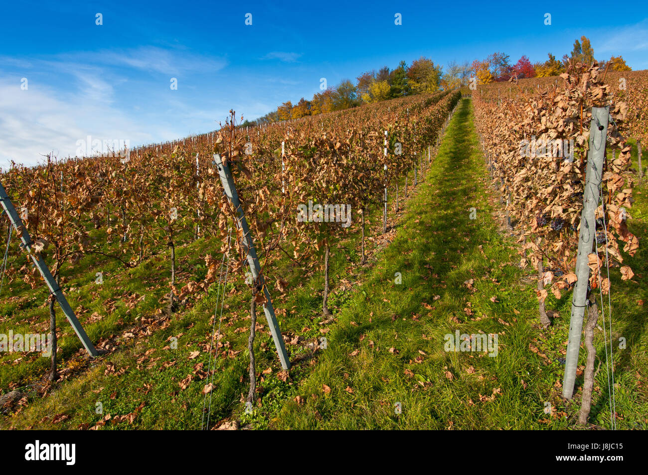 vineyard, vines, scenery, countryside, nature, leaves, foliage, plant ...