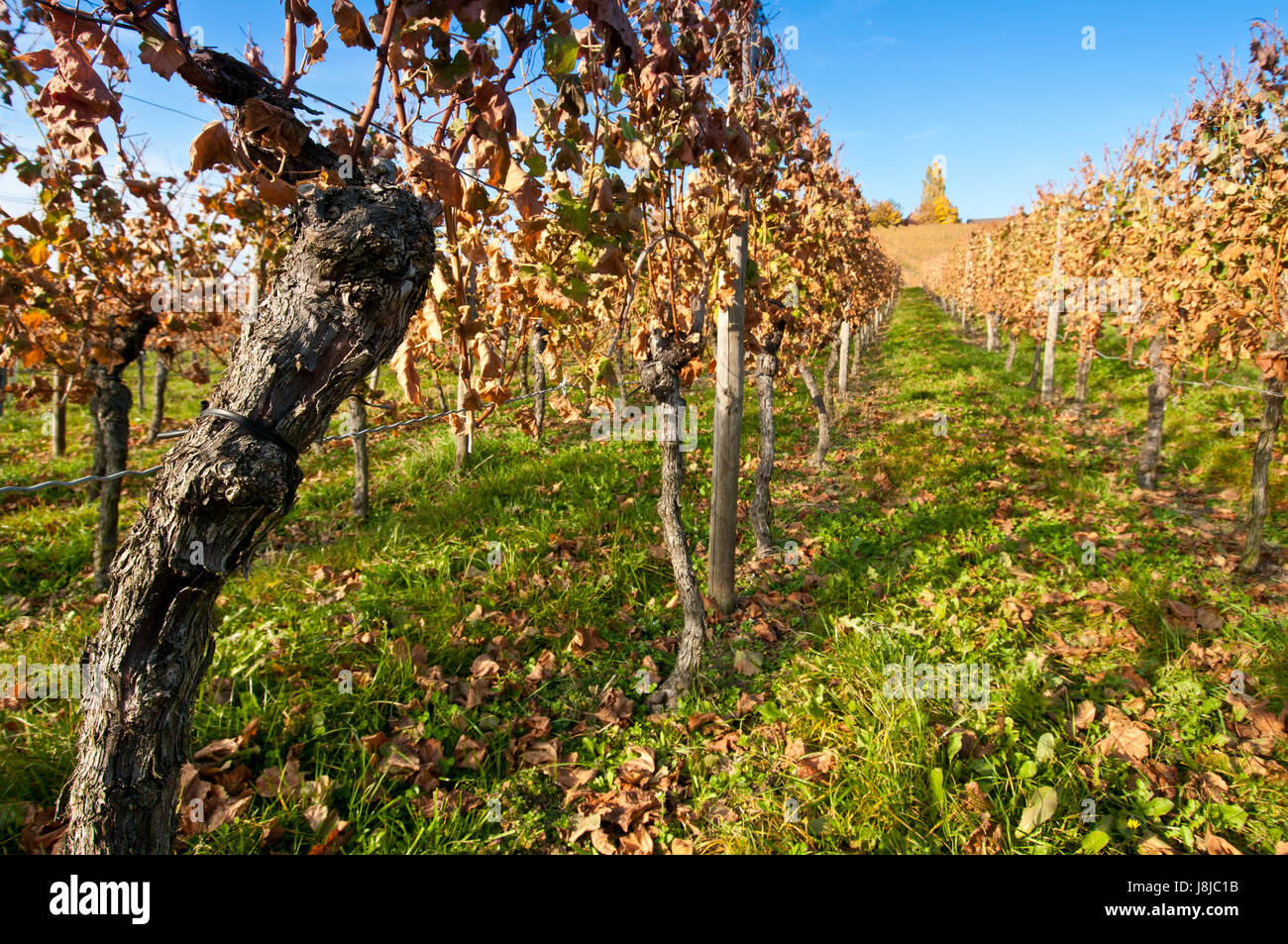 Grape bark hi-res stock photography and images - Alamy